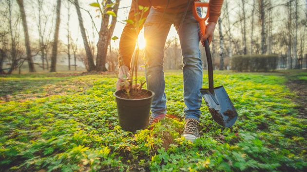 DuBois Tree Planting this Weekend – Connect FM | Local News Radio ...
